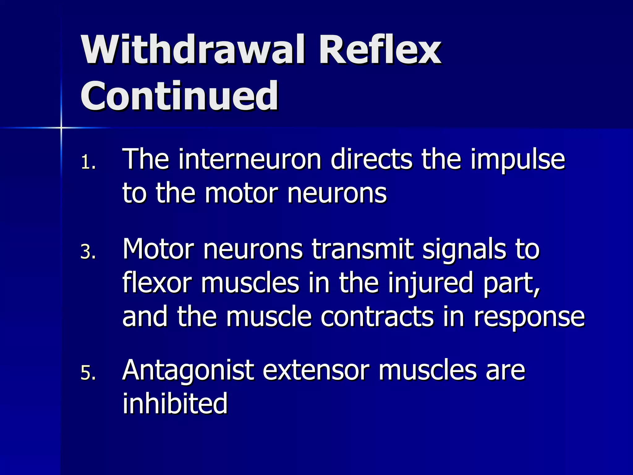 Nerve pathways | PPT