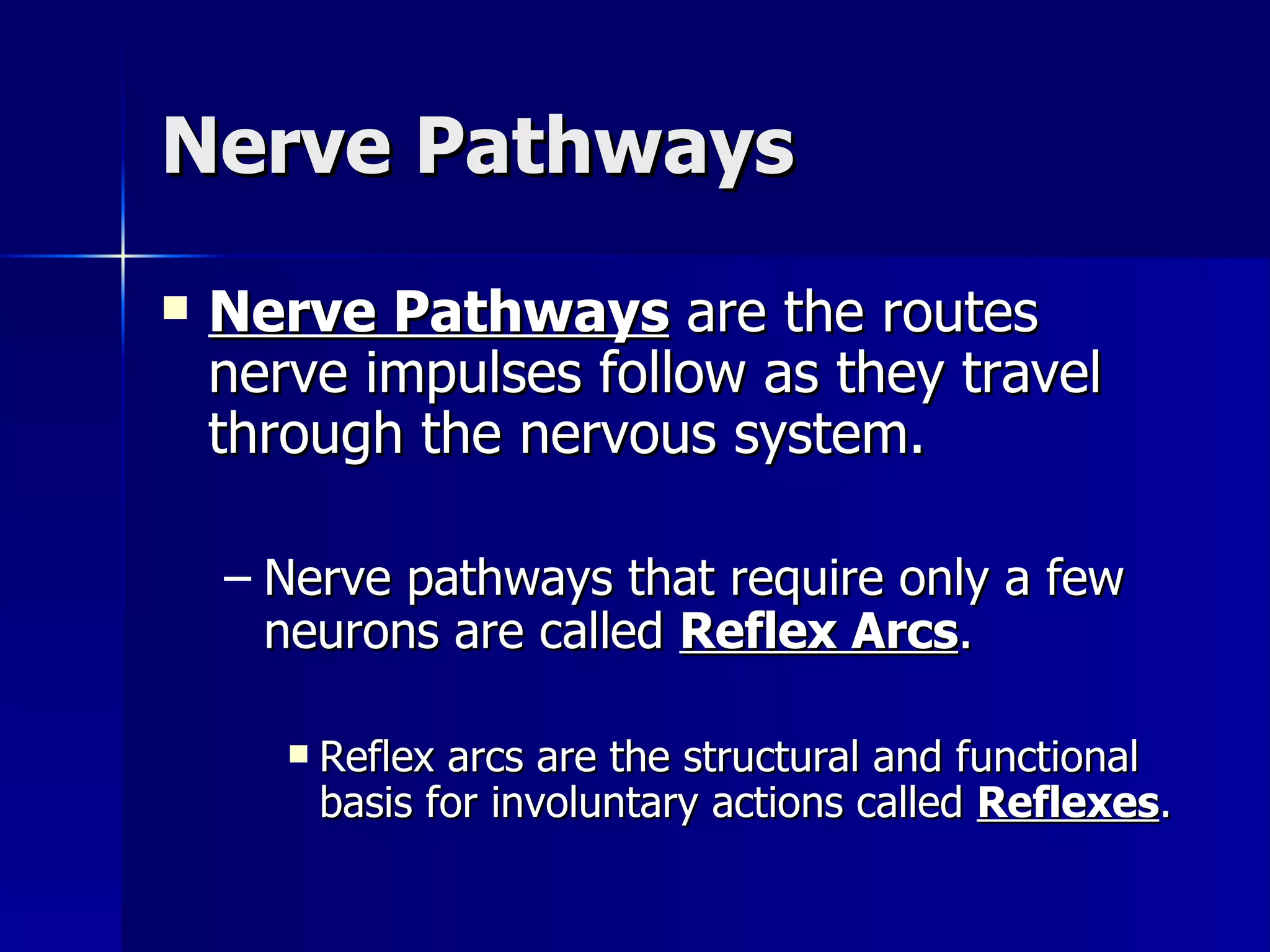 Nerve pathways | PPT