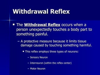 Nerve pathways | PPT