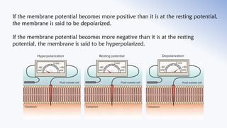 Nerve physiology | PDF