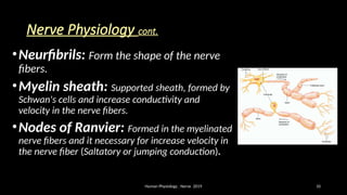 Nerve physiology and good explanation.pptx