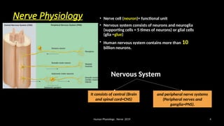 Nerve physiology and good explanation.pptx