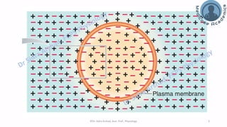 The Nerve Physiology - Membrane Potentials | PDF