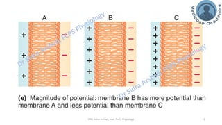 The Nerve Physiology - Membrane Potentials | PDF