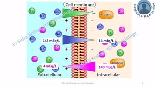 The Nerve Physiology - Membrane Potentials | PDF