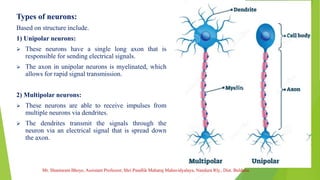 Nerve Physiology and Chemical coordination.pptx
