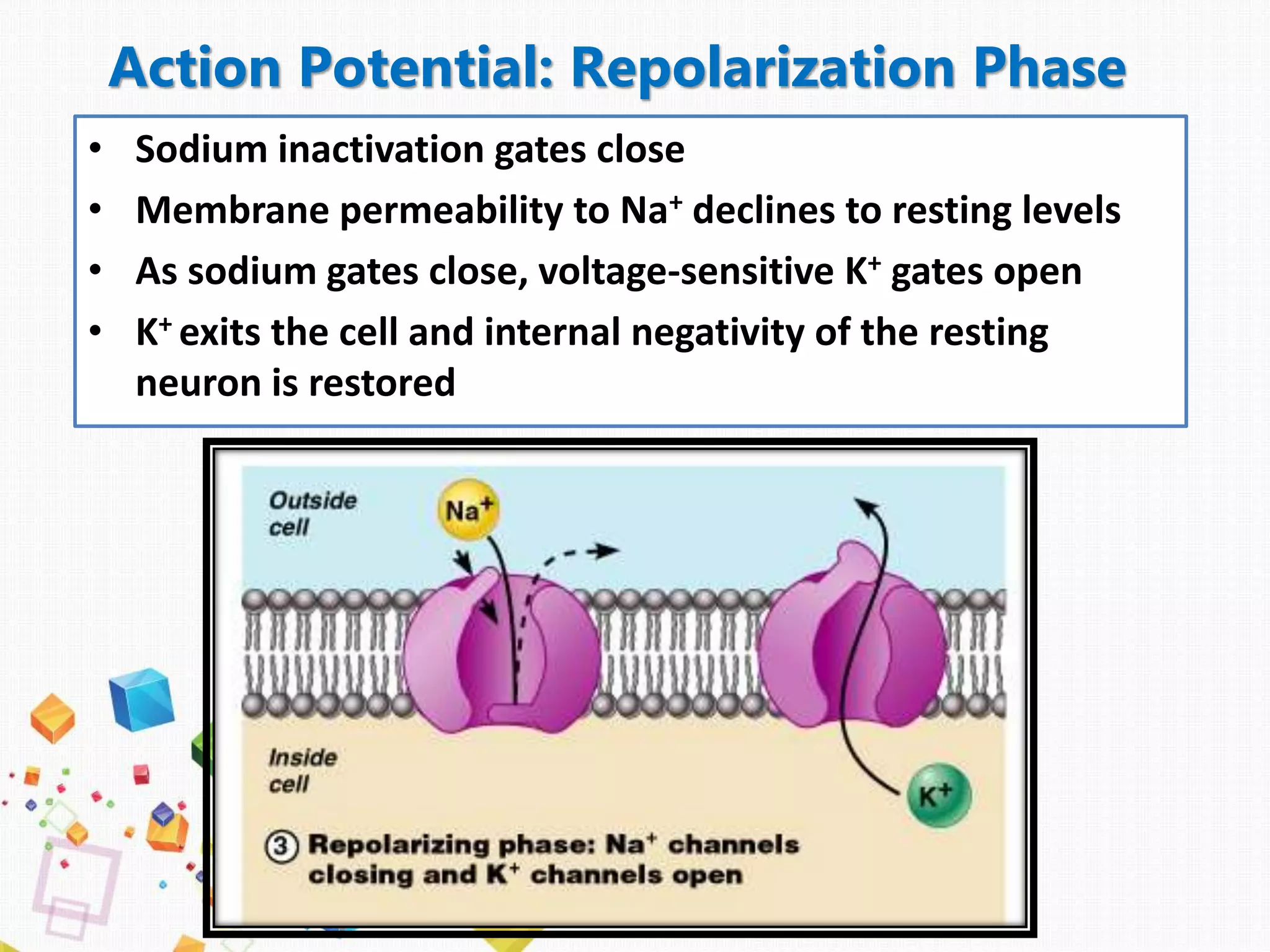Nerve physiology | PPTX