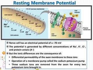 Nerve physiology | PPTX