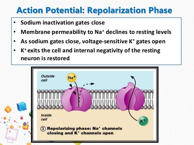 Nerve physiology