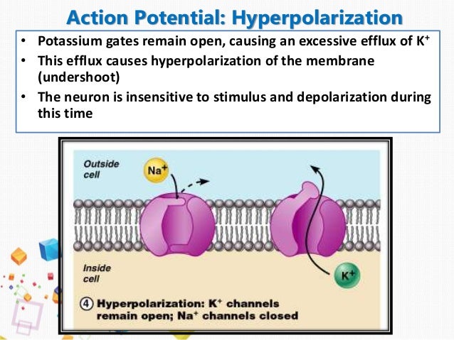 Nerve physiology