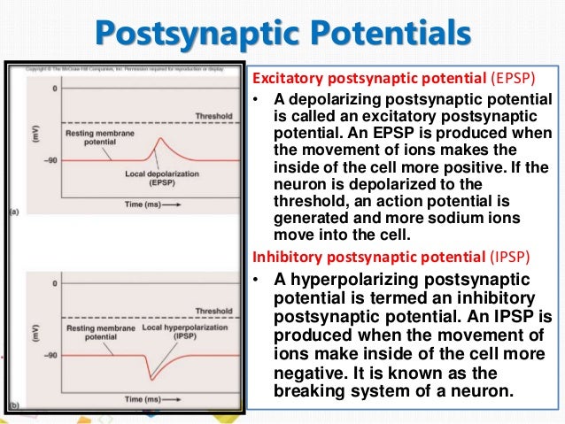 Nerve physiology