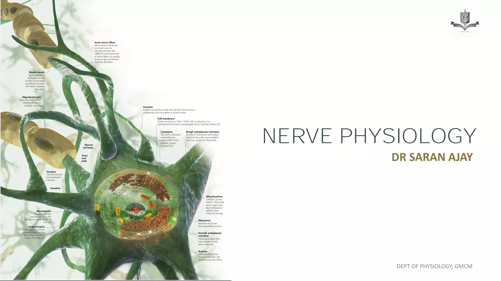Nerve Physiology | PDF