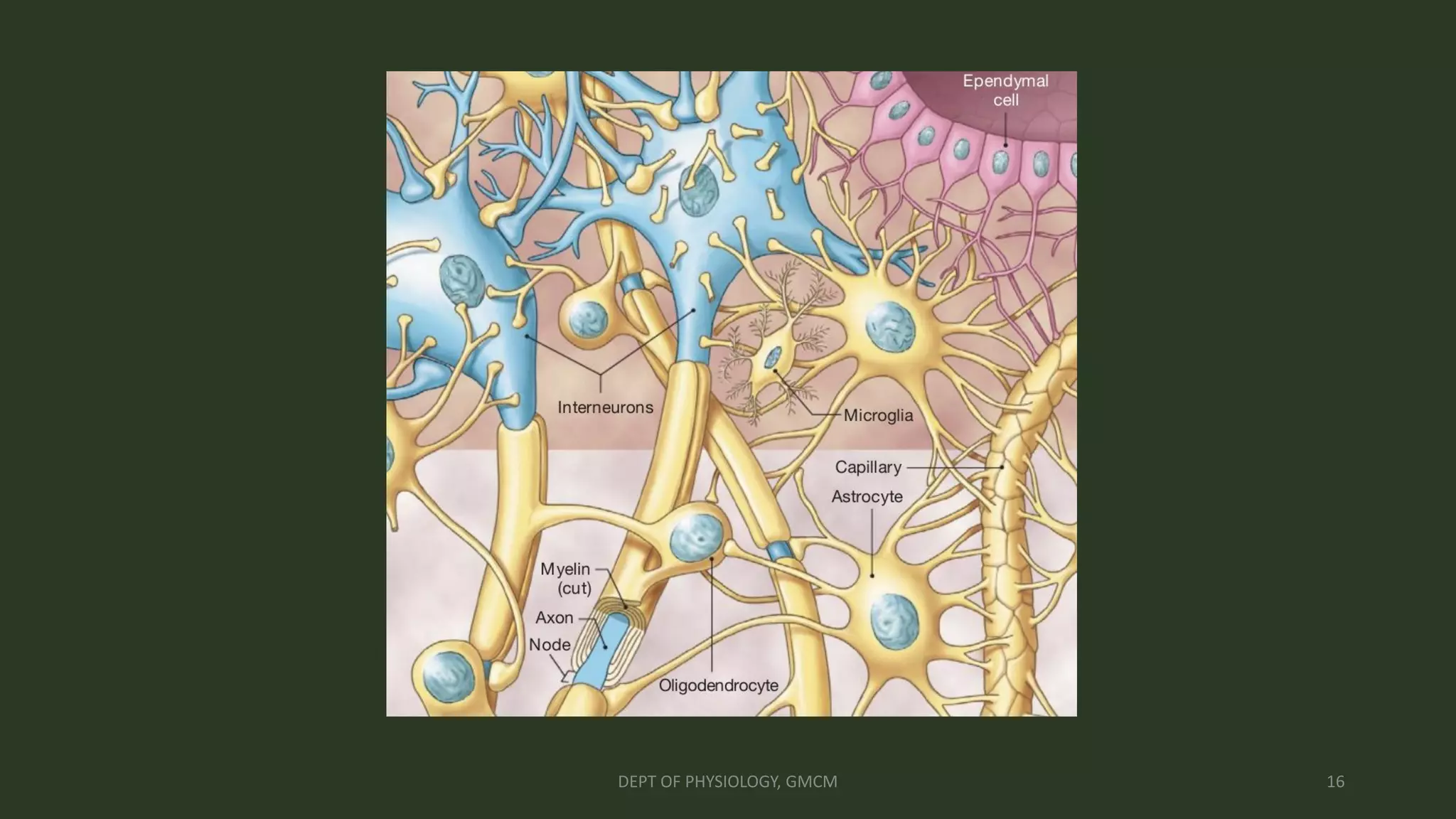 Nerve Physiology | PDF