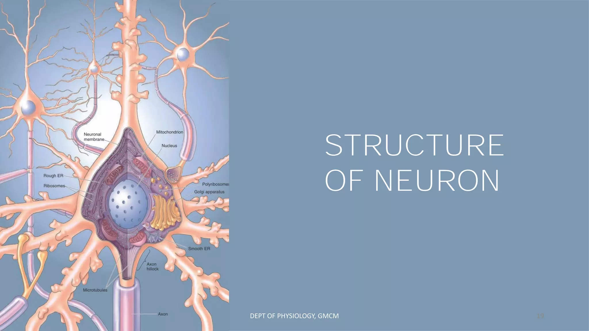 Nerve Physiology | PDF
