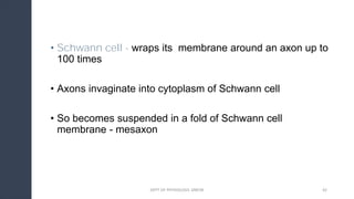 Nerve Physiology | PDF