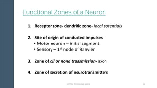 Nerve Physiology | PDF