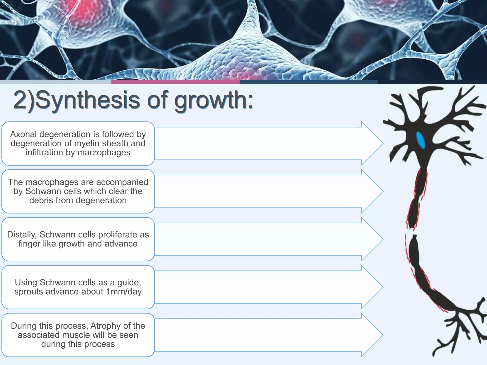 Nerve regeneration | PPT