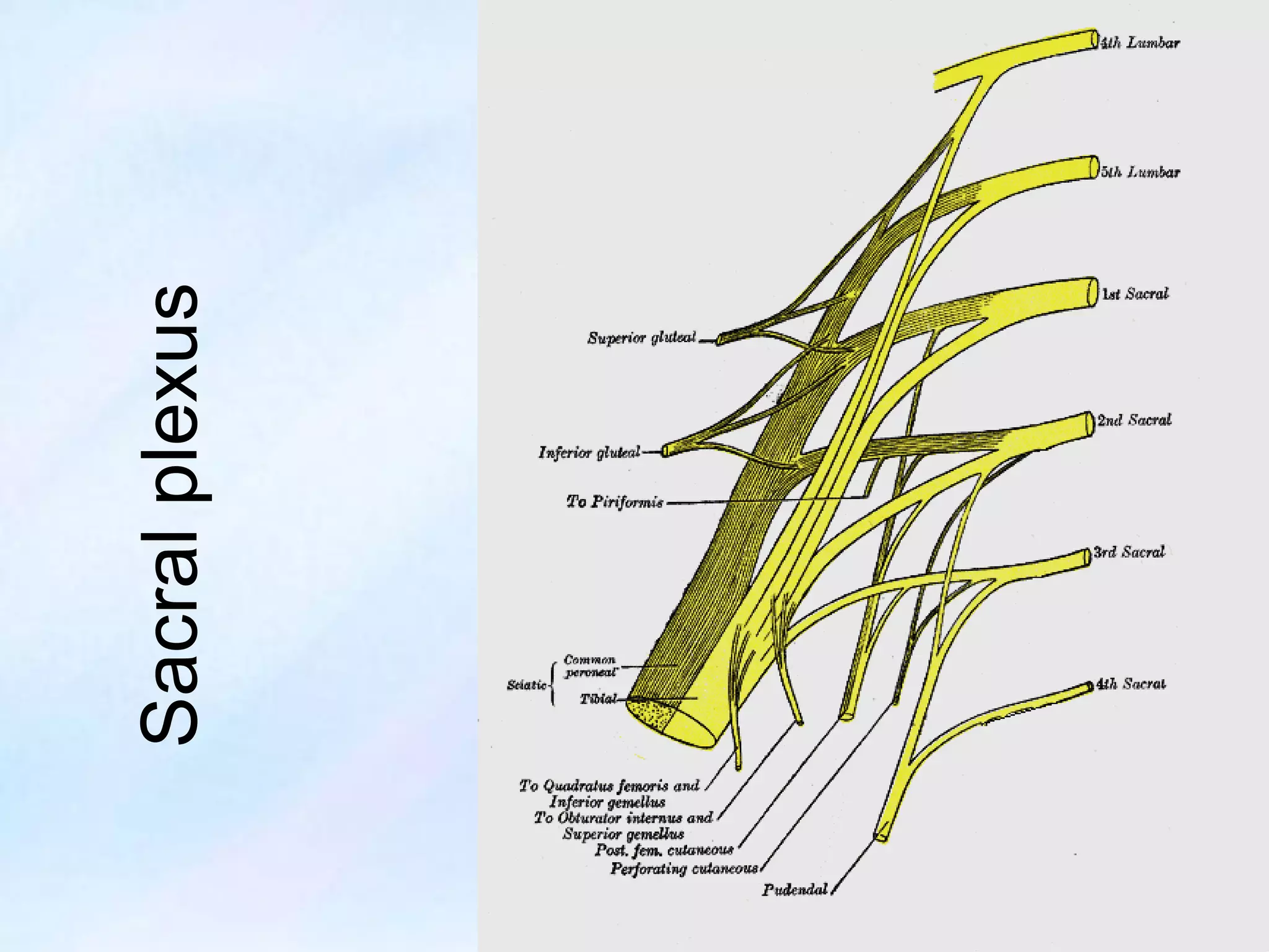 Plexuses, Cutaneous innervation, Dermatome, Axial line of the lower ...