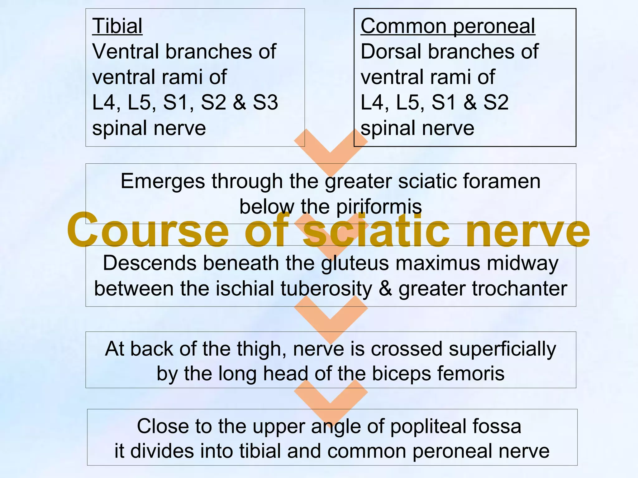 Plexuses, Cutaneous innervation, Dermatome, Axial line of the lower ...