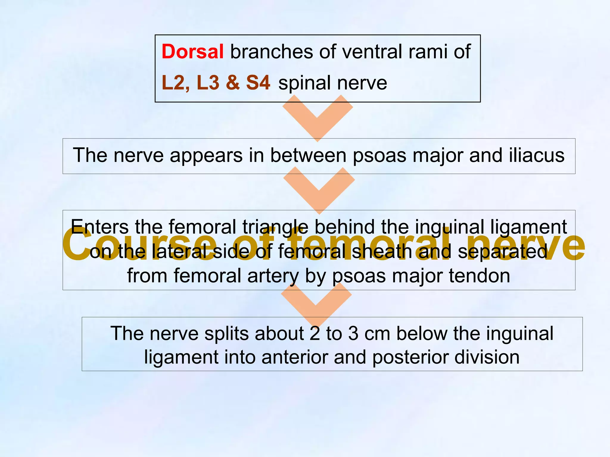 Plexuses, Cutaneous innervation, Dermatome, Axial line of the lower ...