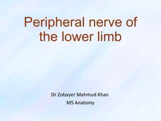 Plexuses, Cutaneous innervation, Dermatome, Axial line of the lower ...