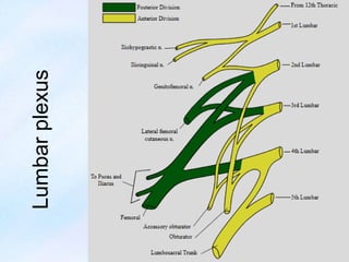 Plexuses, Cutaneous innervation, Dermatome, Axial line of the lower ...