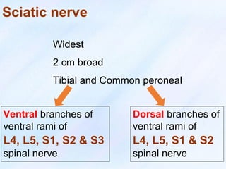 Plexuses, Cutaneous innervation, Dermatome, Axial line of the lower ...