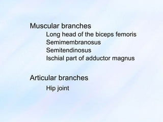 Plexuses, Cutaneous innervation, Dermatome, Axial line of the lower ...