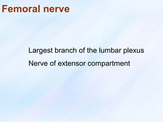 Plexuses, Cutaneous innervation, Dermatome, Axial line of the lower ...