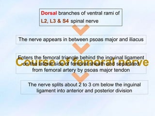 Plexuses, Cutaneous innervation, Dermatome, Axial line of the lower ...