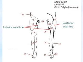 Plexuses, Cutaneous innervation, Dermatome, Axial line of the lower ...