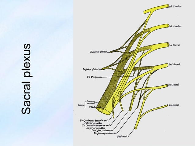 Plexuses, Cutaneous innervation, Dermatome, Axial line of the lower limb