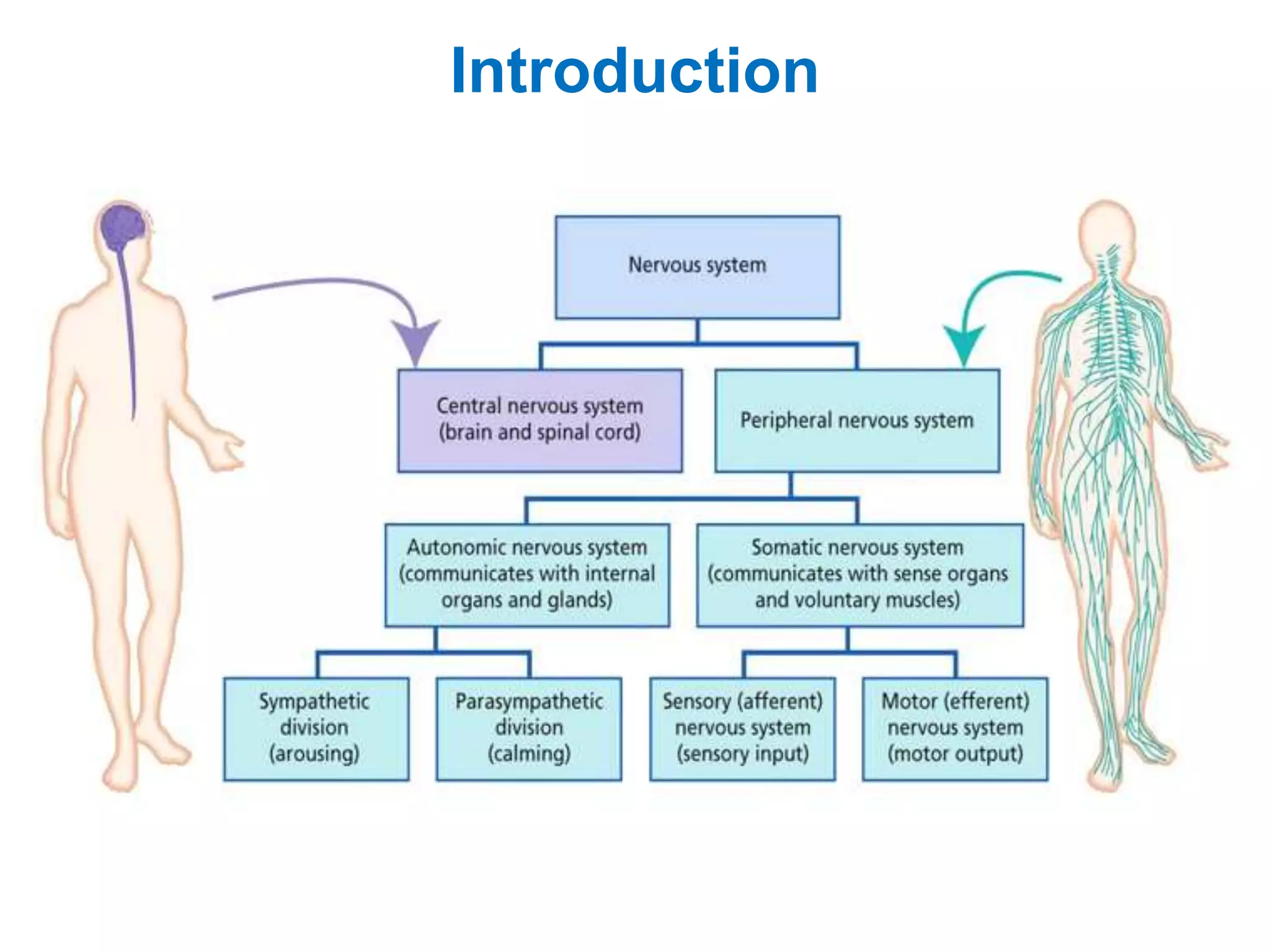 Nerves-Paralysis and Paresis.pptx