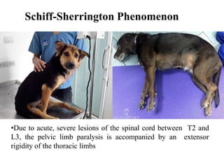 Nerves-Paralysis and Paresis.pptx
