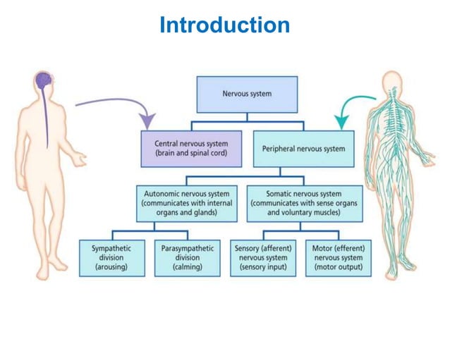 Nerves-Paralysis and Paresis.pptx | Brain and Nervous System Disorders ...