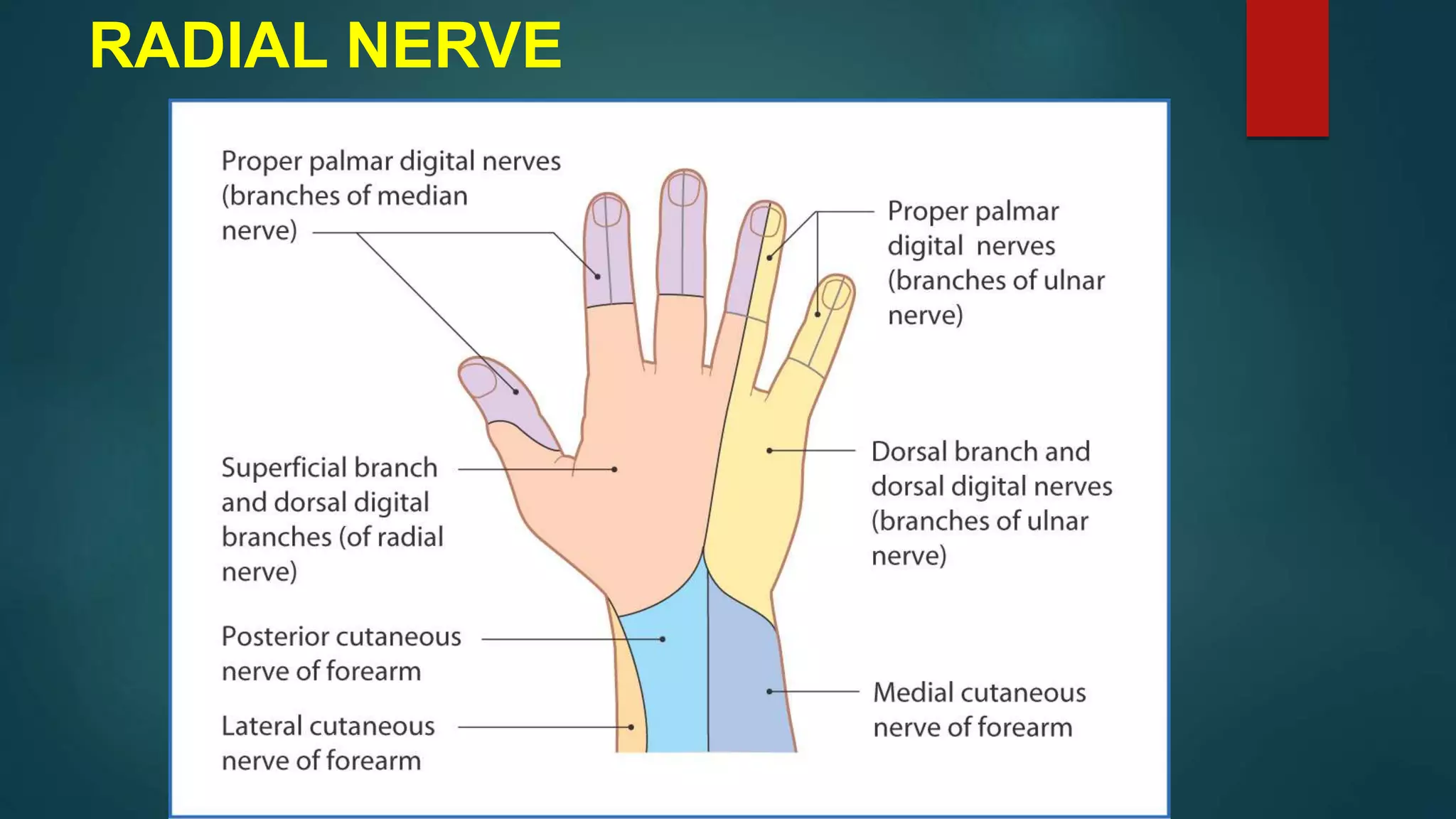Nerves and arteries of hand | PPTX