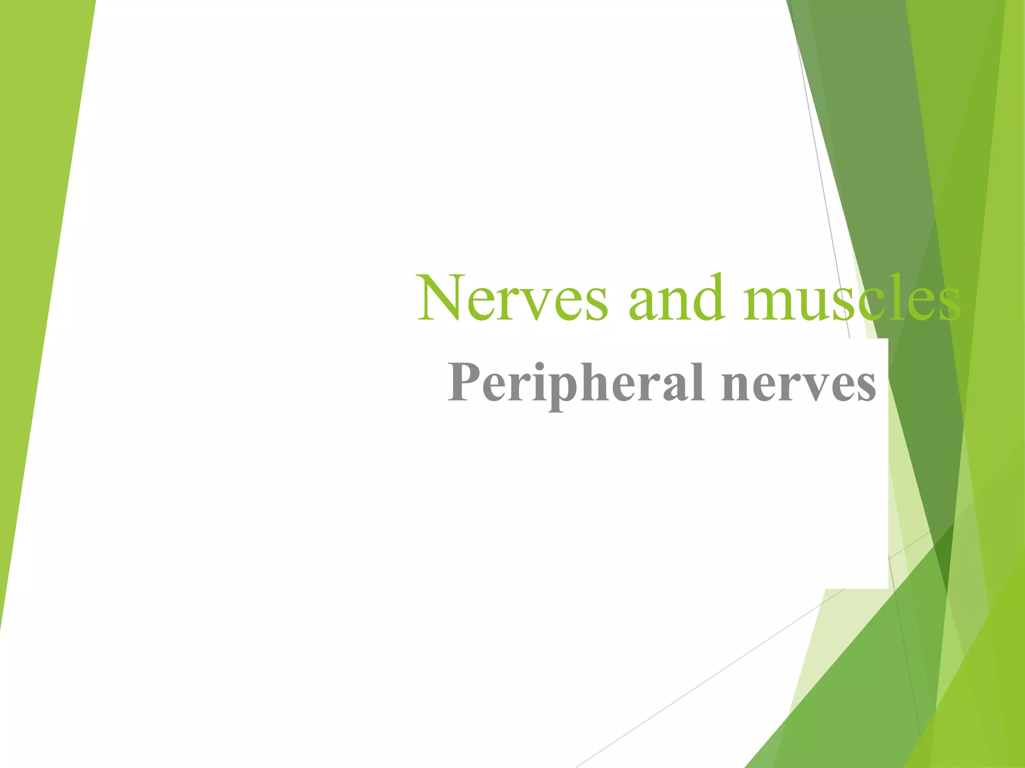 Nerves and muscles | PPT