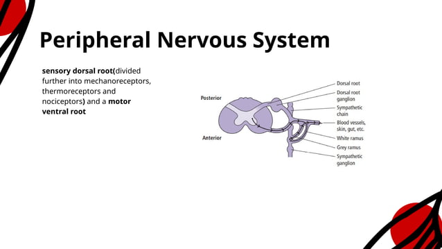 Nerves and Muscles lecture from stanmore.pptx