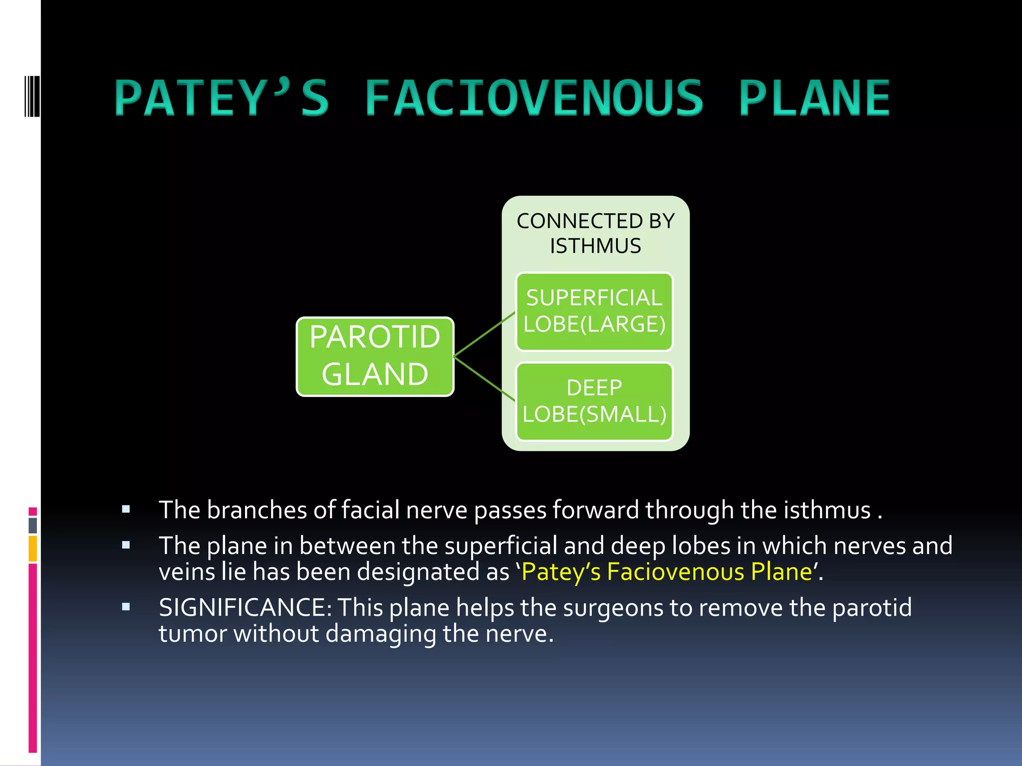 Nerves and vessels of parotid gland | PPTX