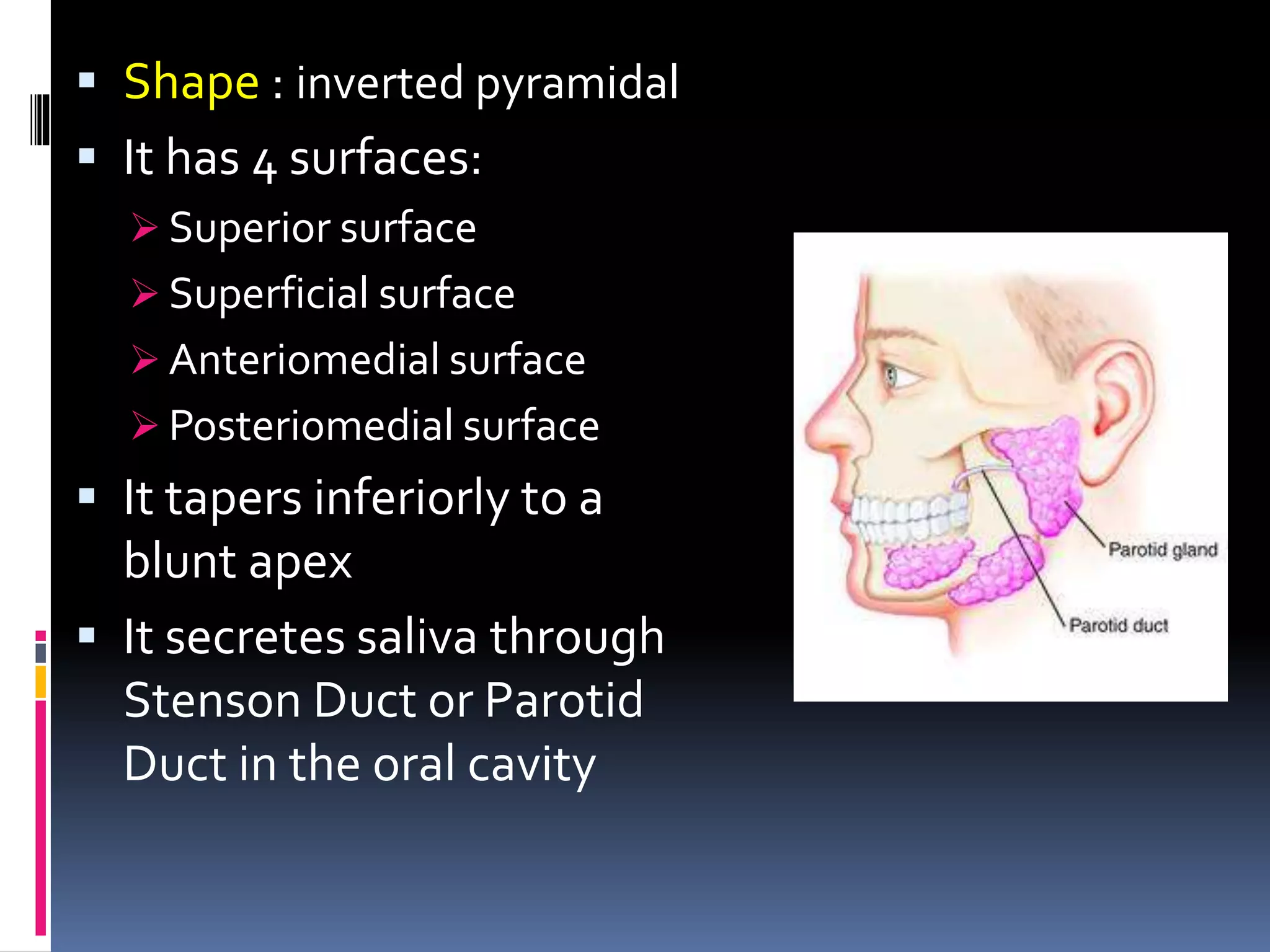 Nerves and vessels of parotid gland | PPTX