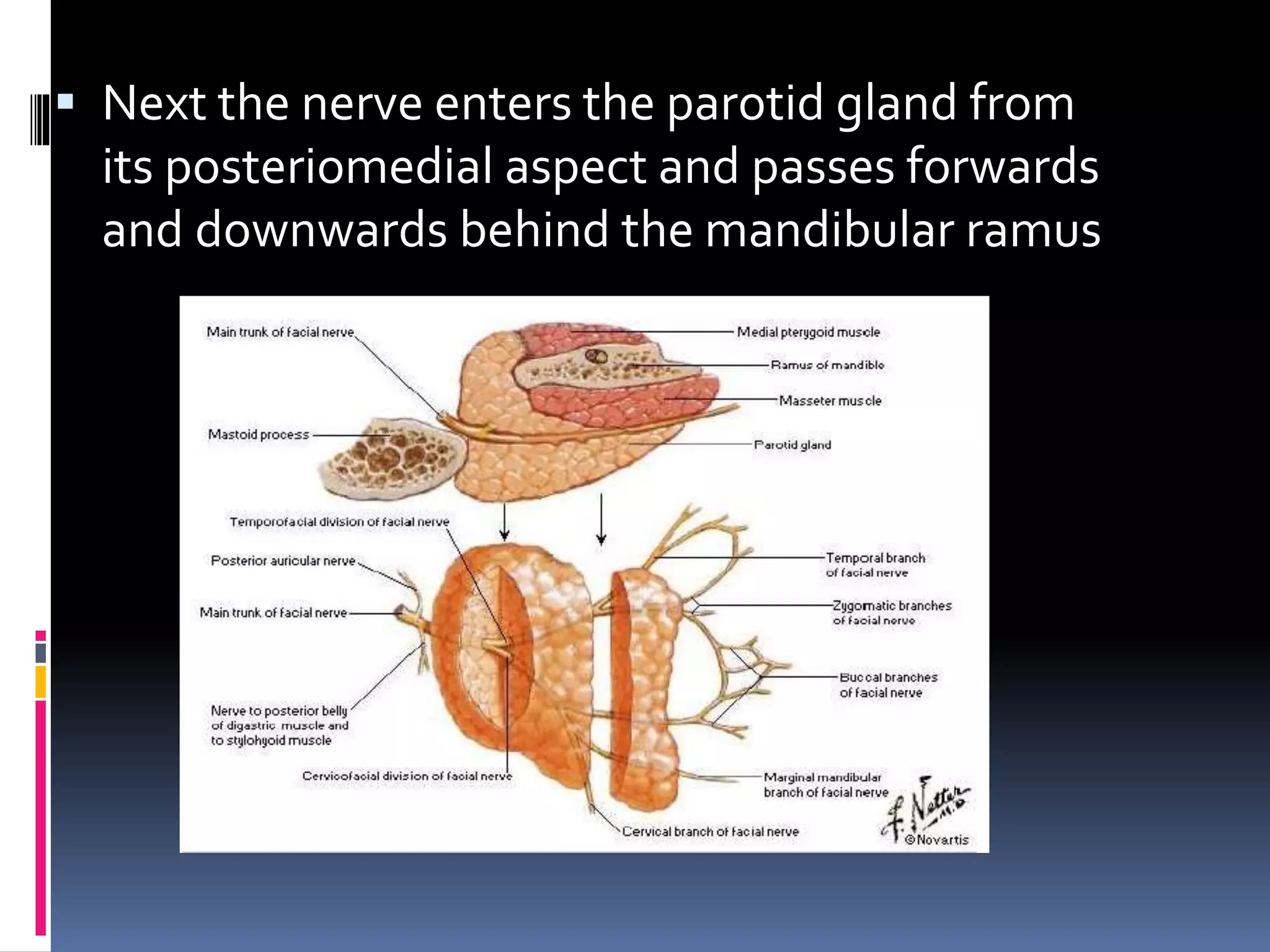 Nerves and vessels of parotid gland | PPTX