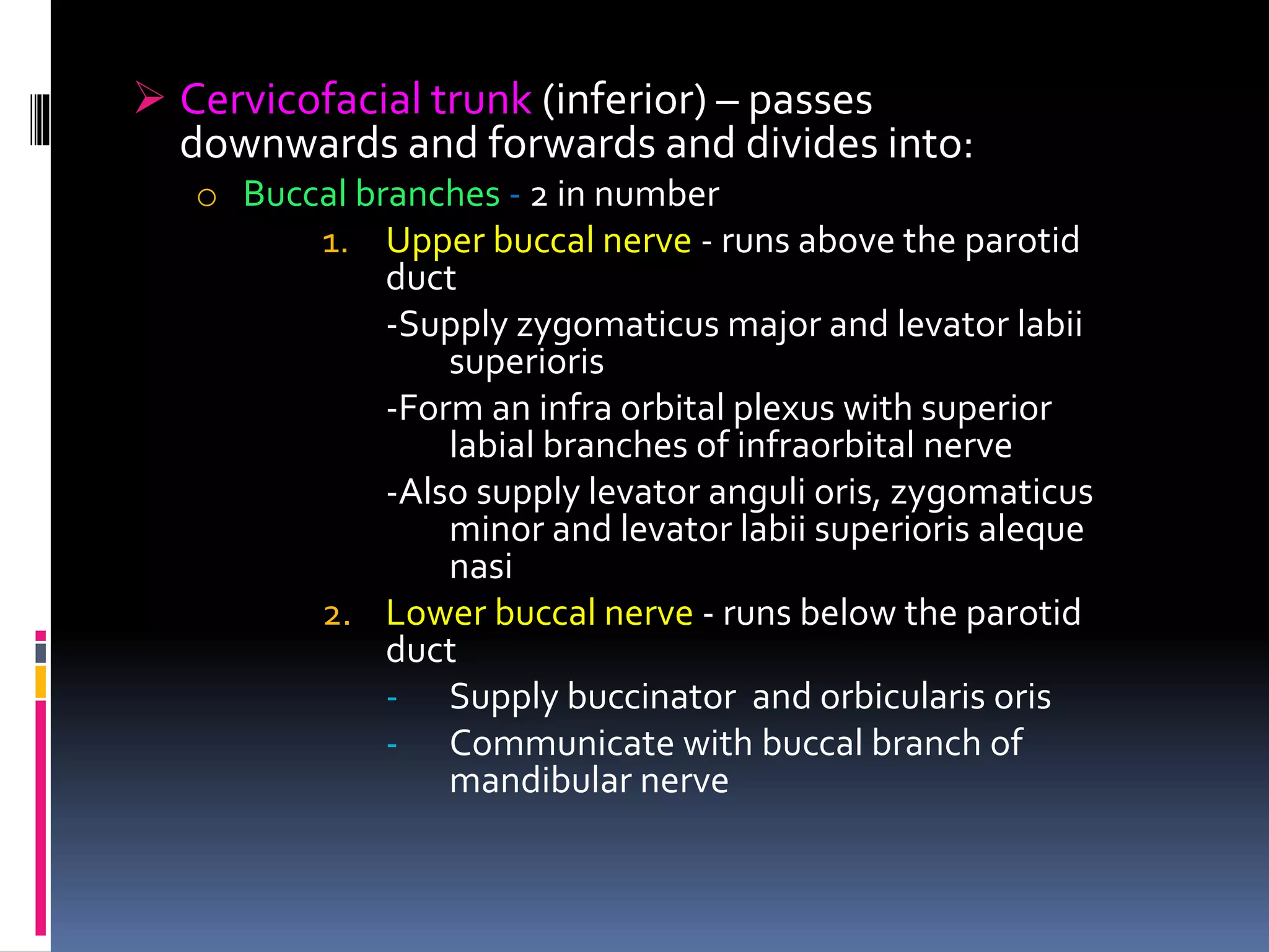 Nerves and vessels of parotid gland | PPTX