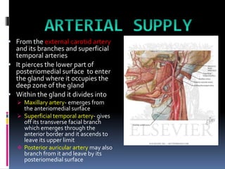 Nerves and vessels of parotid gland | PPTX
