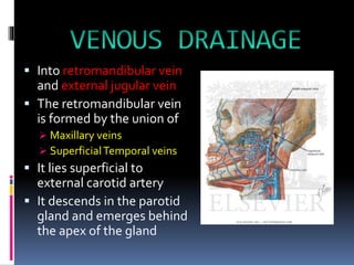 Nerves and vessels of parotid gland | PPTX