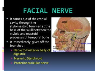 Nerves and vessels of parotid gland | PPTX