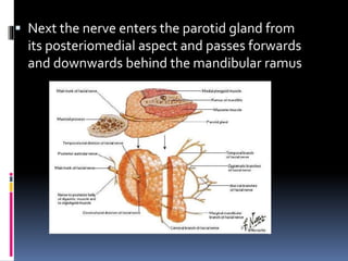Nerves and vessels of parotid gland | PPTX