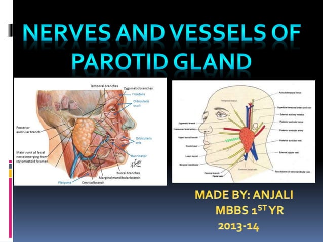 Parotid Gland Anatomy and Clinical Significance | PPT