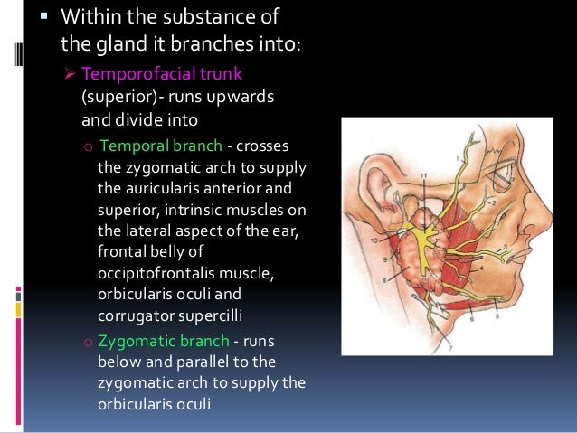 Nerves and vessels of parotid gland
