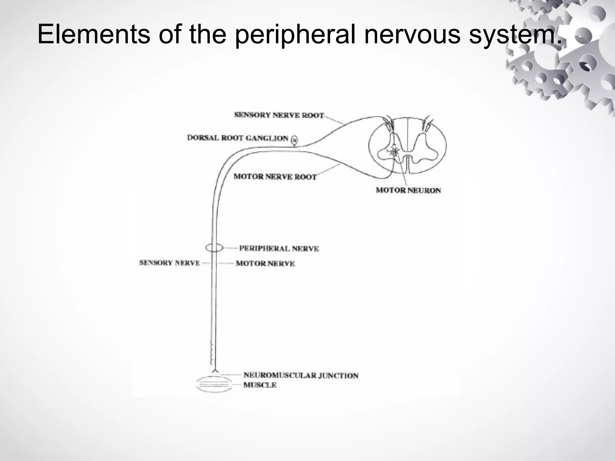Nerves conduction study | PPT