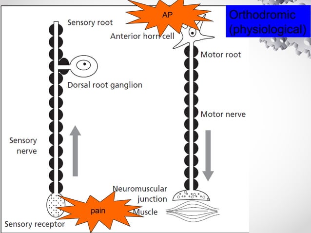 Nerves conduction study | PPT